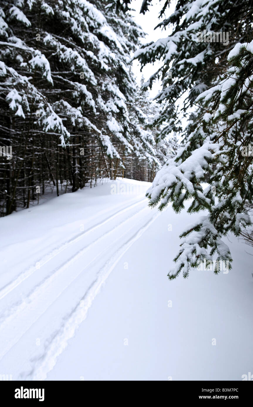Winter landscape with snowy trees and snowmobile path Stock Photo - Alamy