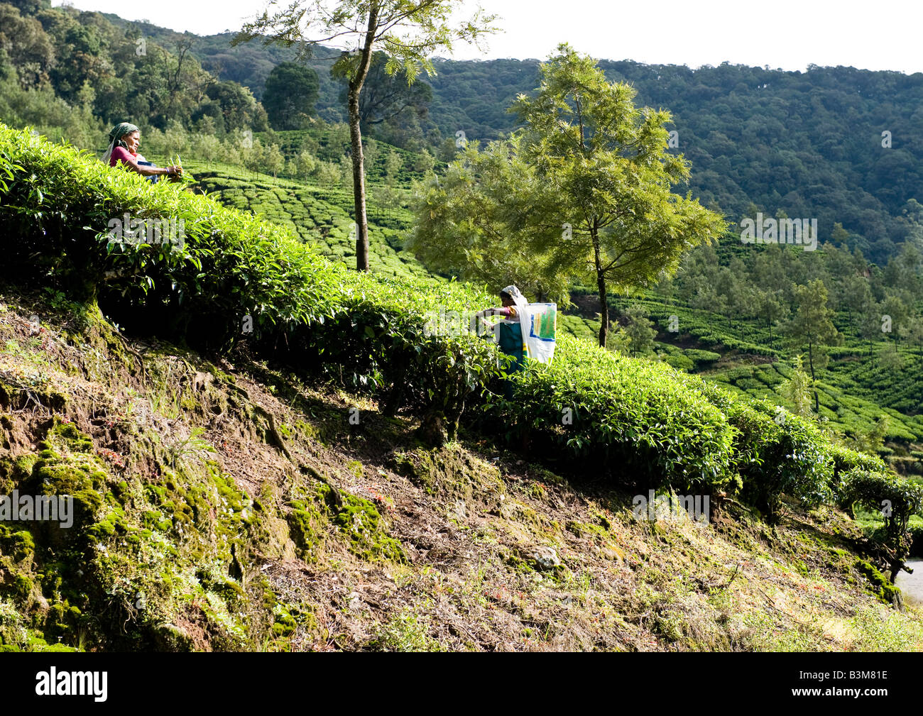 Indian female workers employed to hand pick tea leaves and then pack it ...