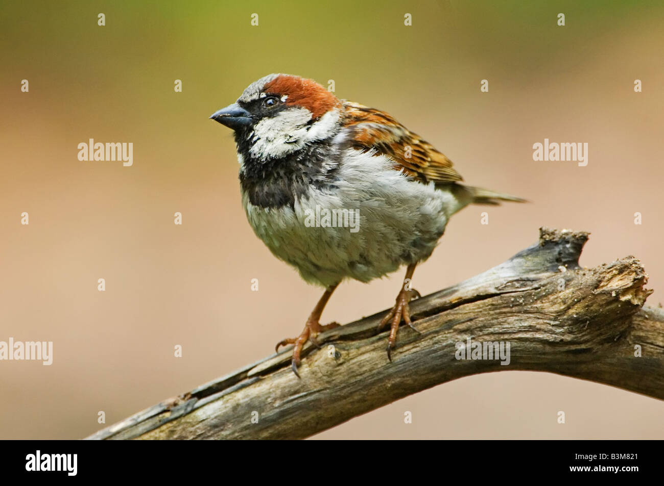 Male house sparrow in spring Stock Photo - Alamy