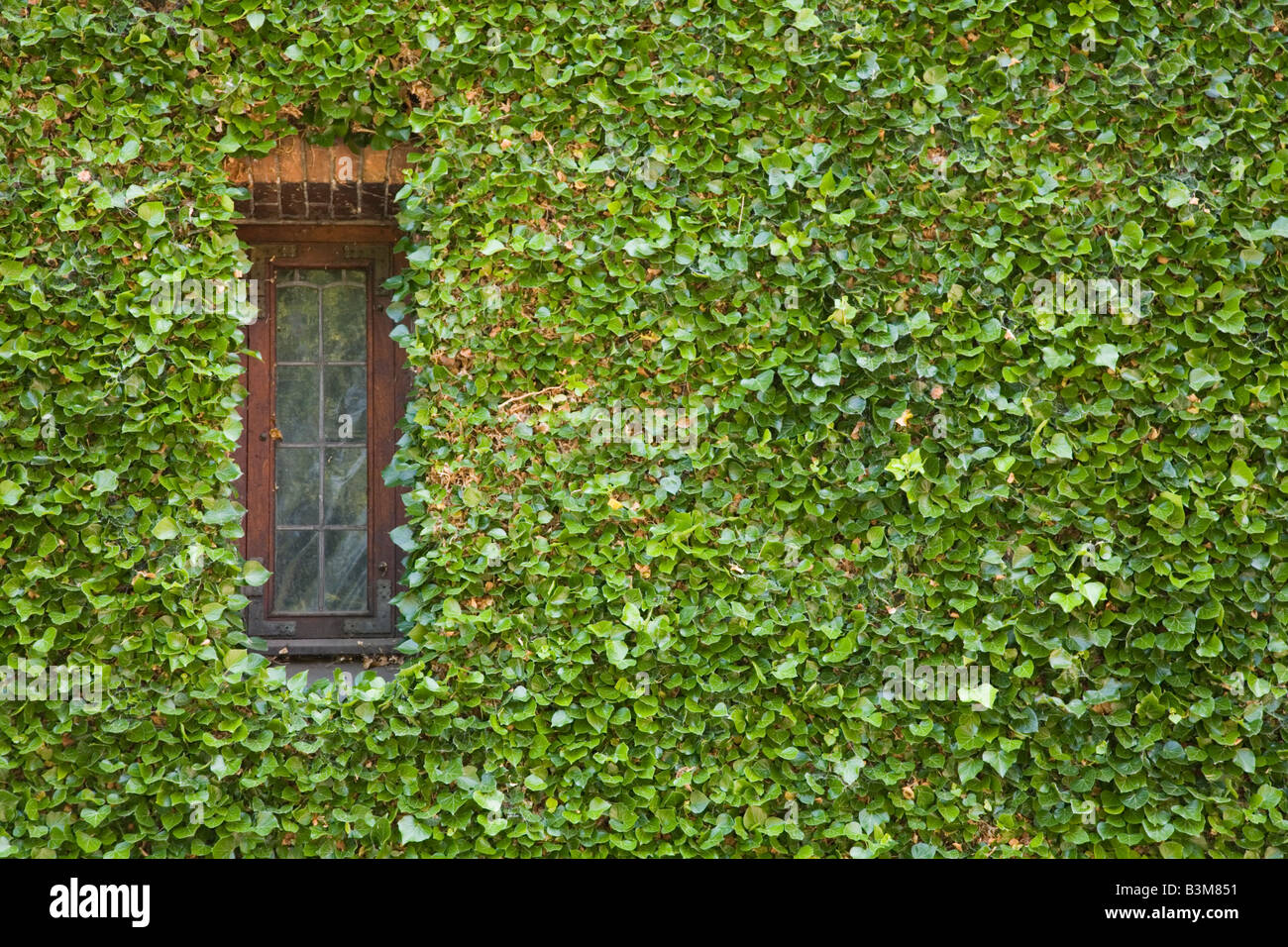Ivy growing around a traditional window Stock Photo - Alamy