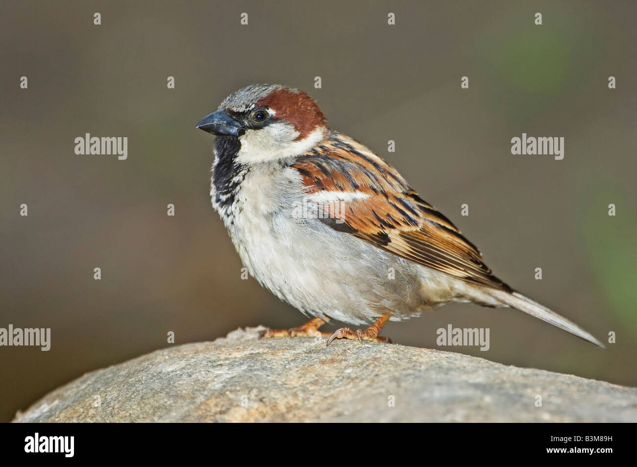 House sparrow male in spring Stock Photo - Alamy