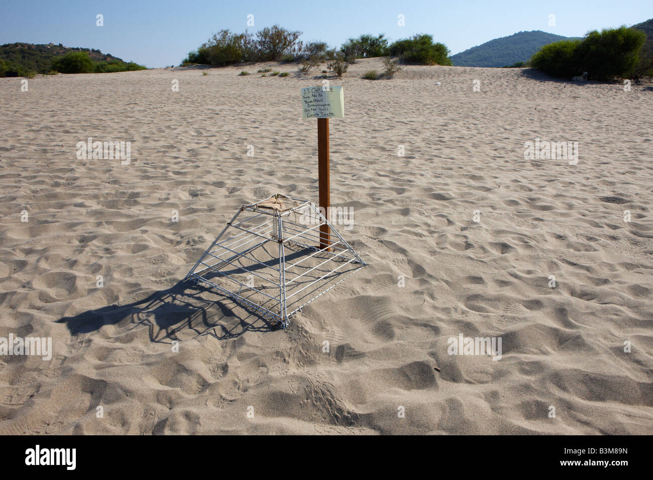 Protected nest of a Loggerhead Sea Turtle (Scientific name: Caretta ...