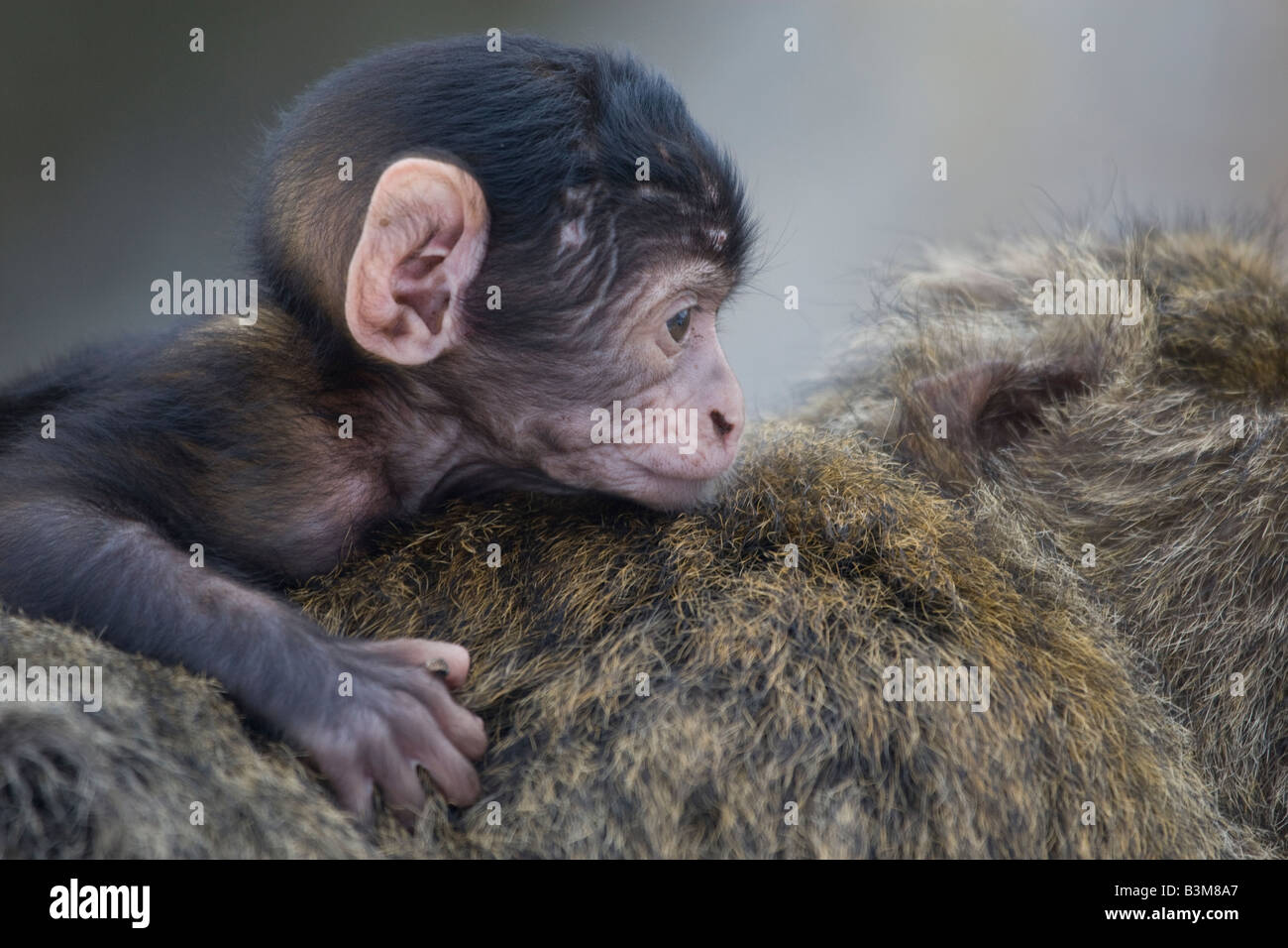 young Barbary Ape on parent's back Gibraltar Stock Photo - Alamy