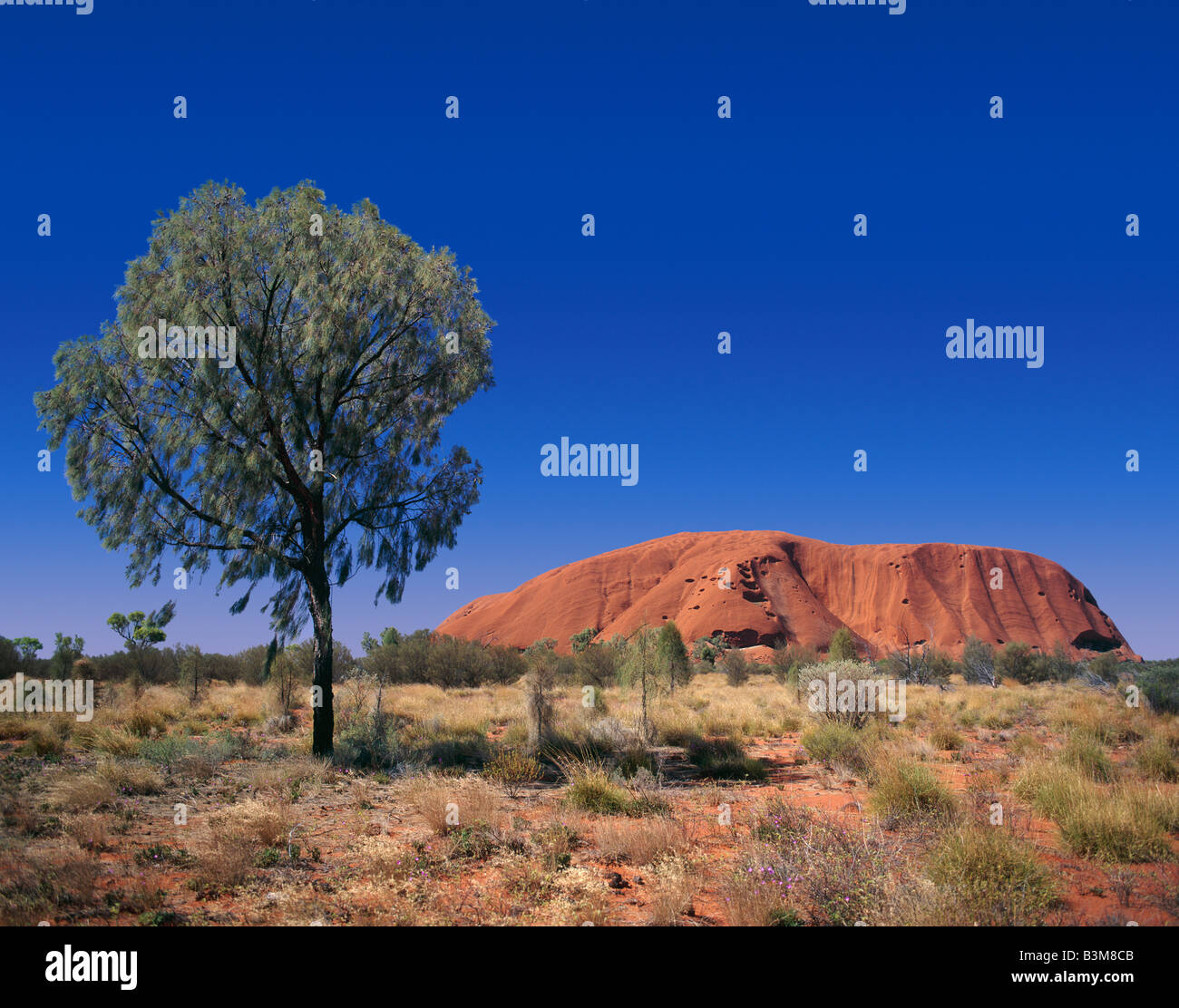Desert oak tree australia hi-res stock photography and images - Alamy