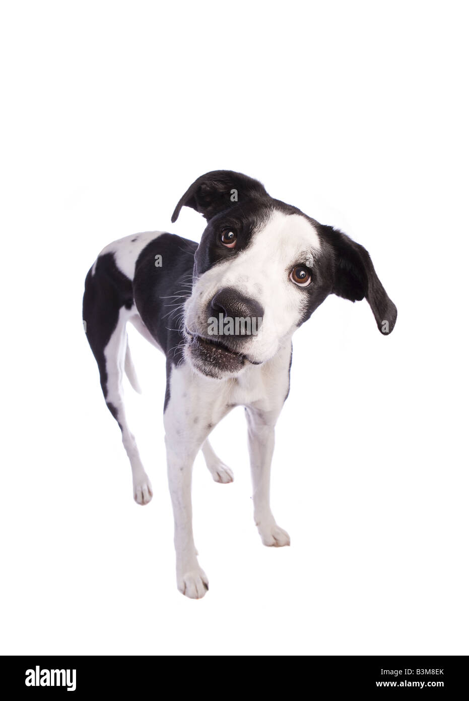 Smiling Black and white Great Dane mix dog isolated on white background ...