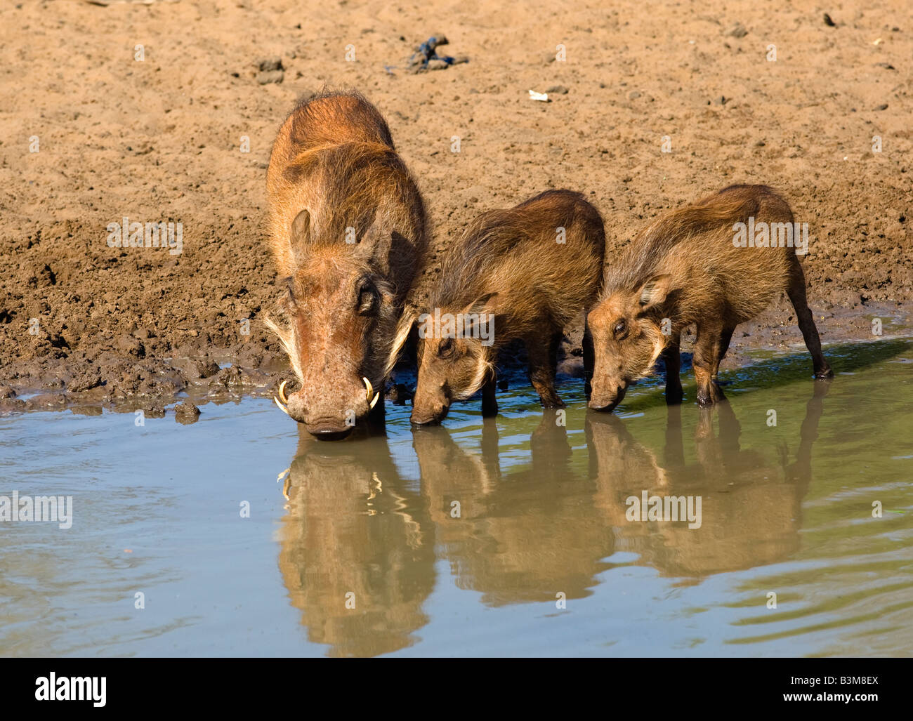 warthog with young Stock Photo - Alamy