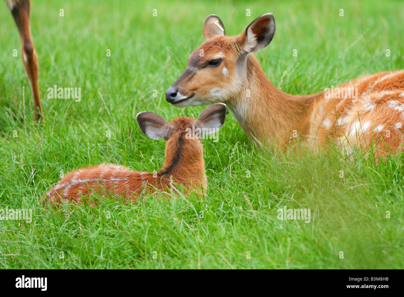 Sitatunga Antelope Stock Photos & Sitatunga Antelope Stock Images - Alamy