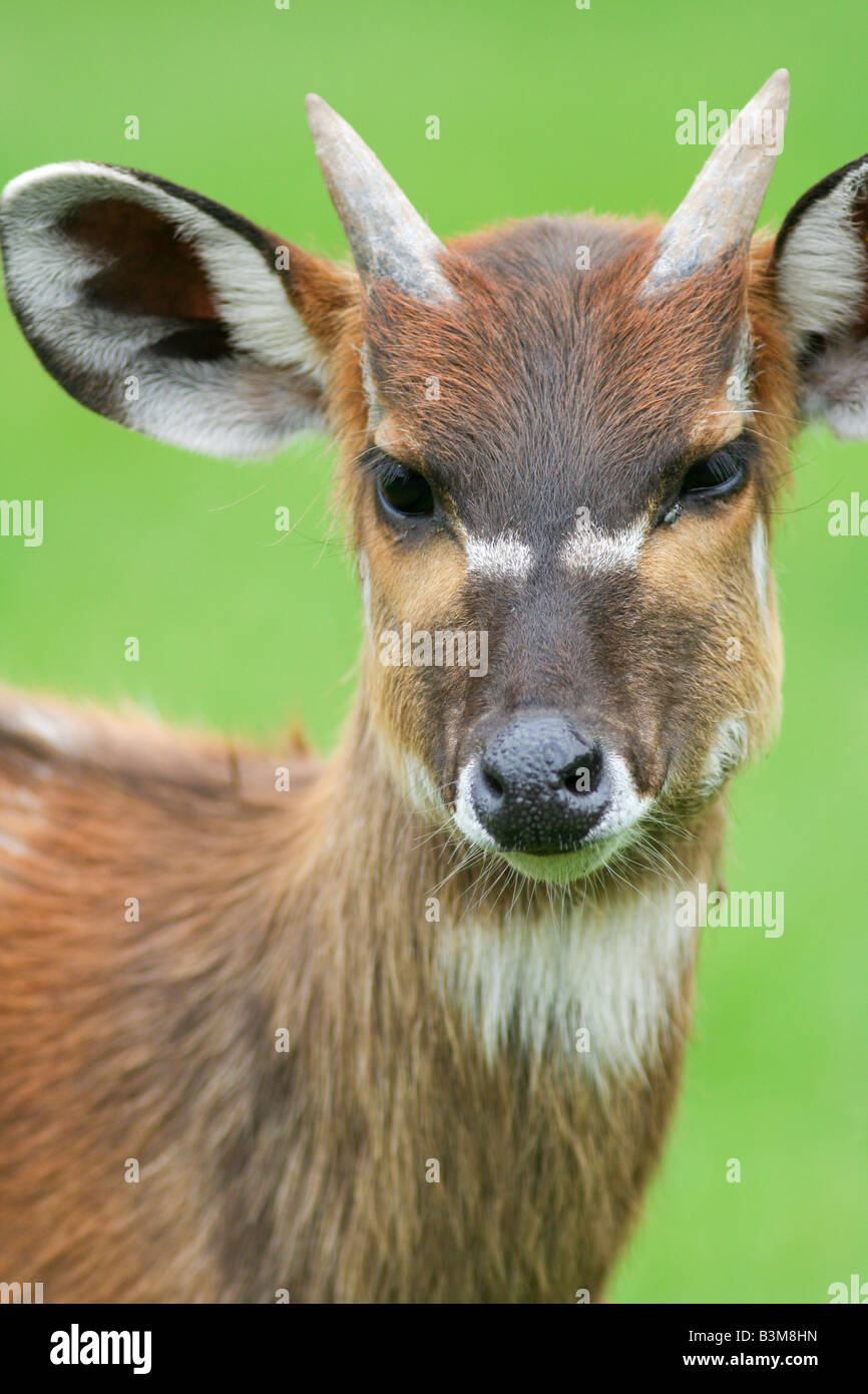 Sitatunga antelope male Stock Photo - Alamy