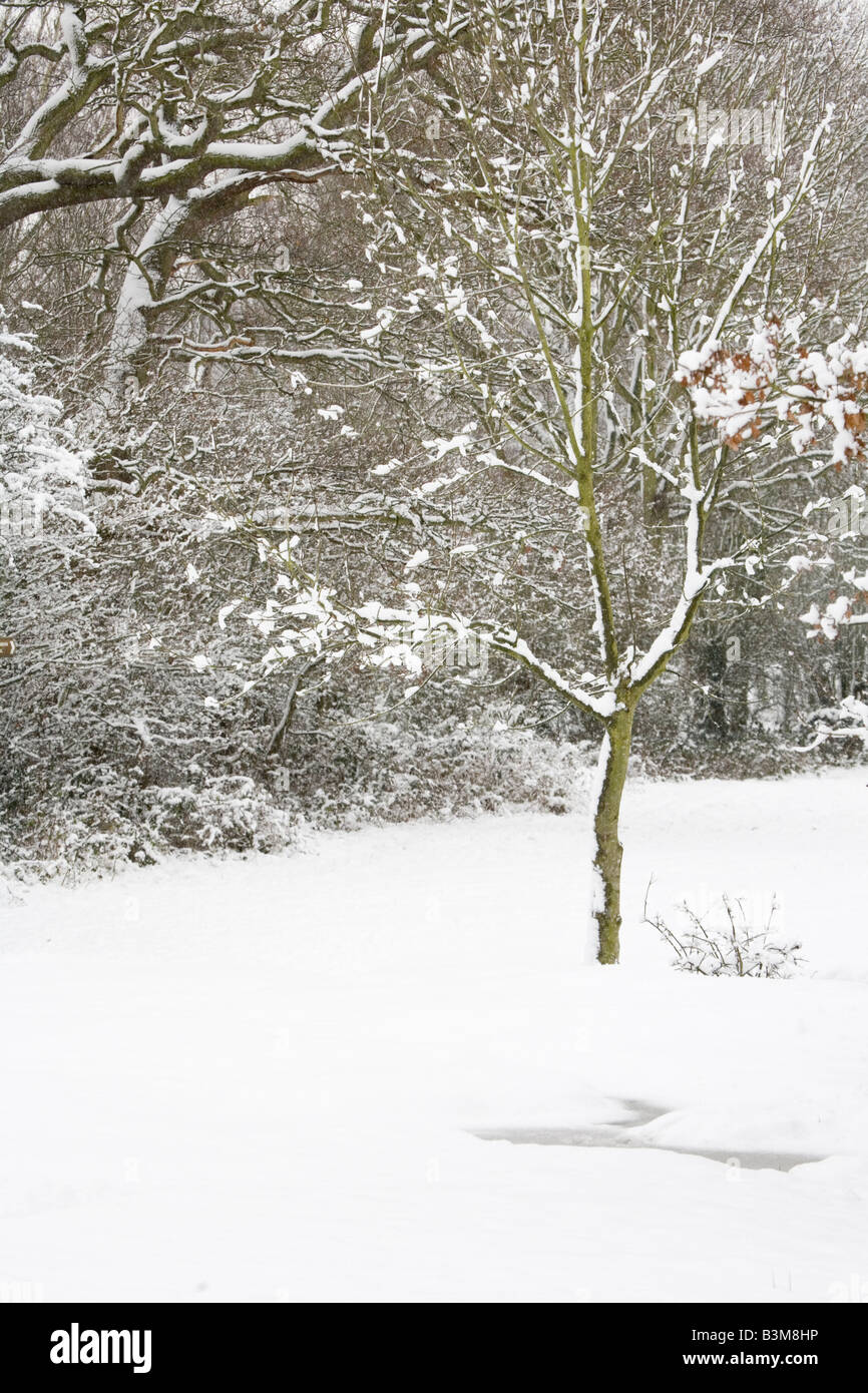 Snow covered woodland landscape at winter Stock Photo - Alamy