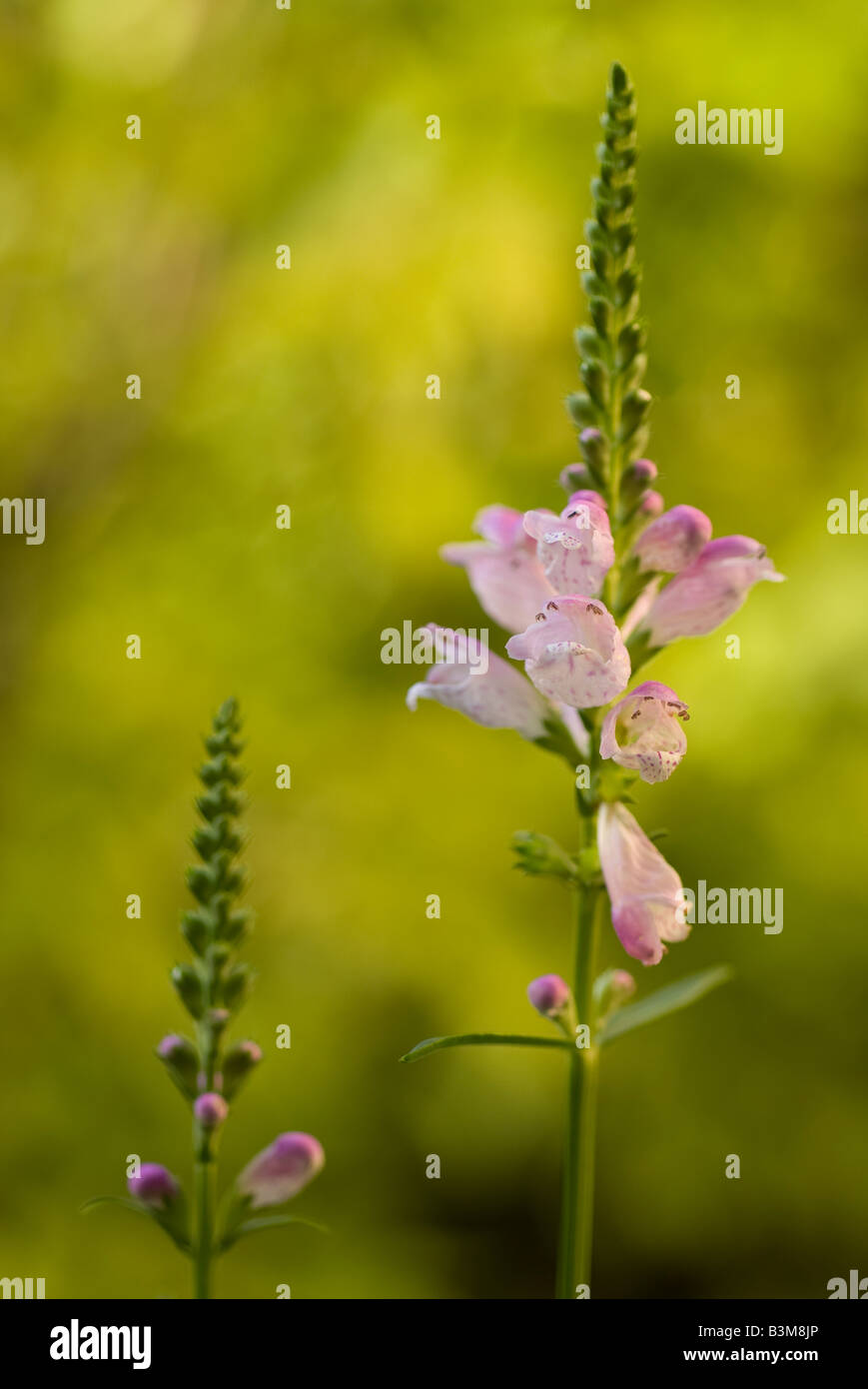 Tall pink flower hi-res stock photography and images - Alamy
