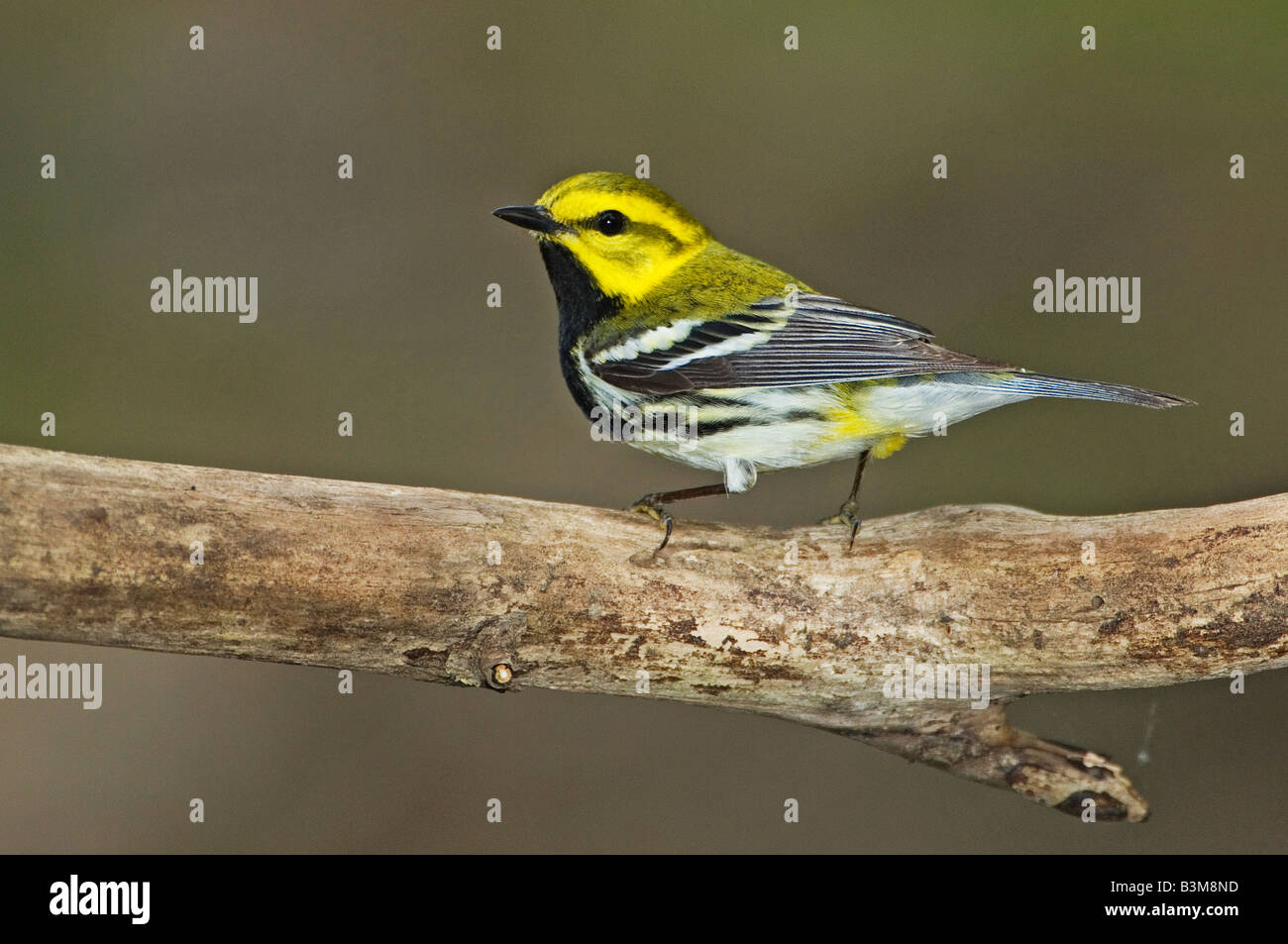 Male black-throated green warbler Stock Photo - Alamy