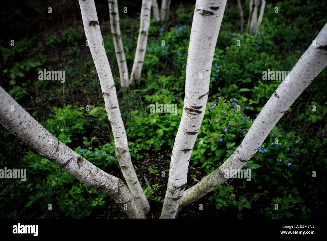 WHITESPIRE BIRCH GROVE BETULLA PLATYPHYLLA JAPONICA WHITESPIRE AND ...