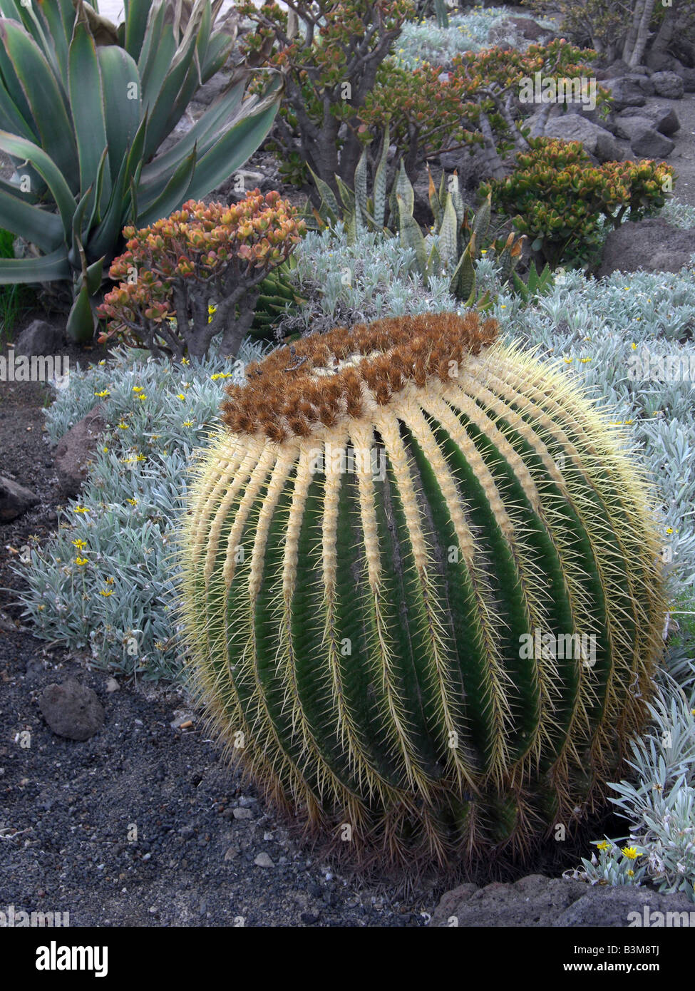 Large Round Cactus Stock Photo - Alamy