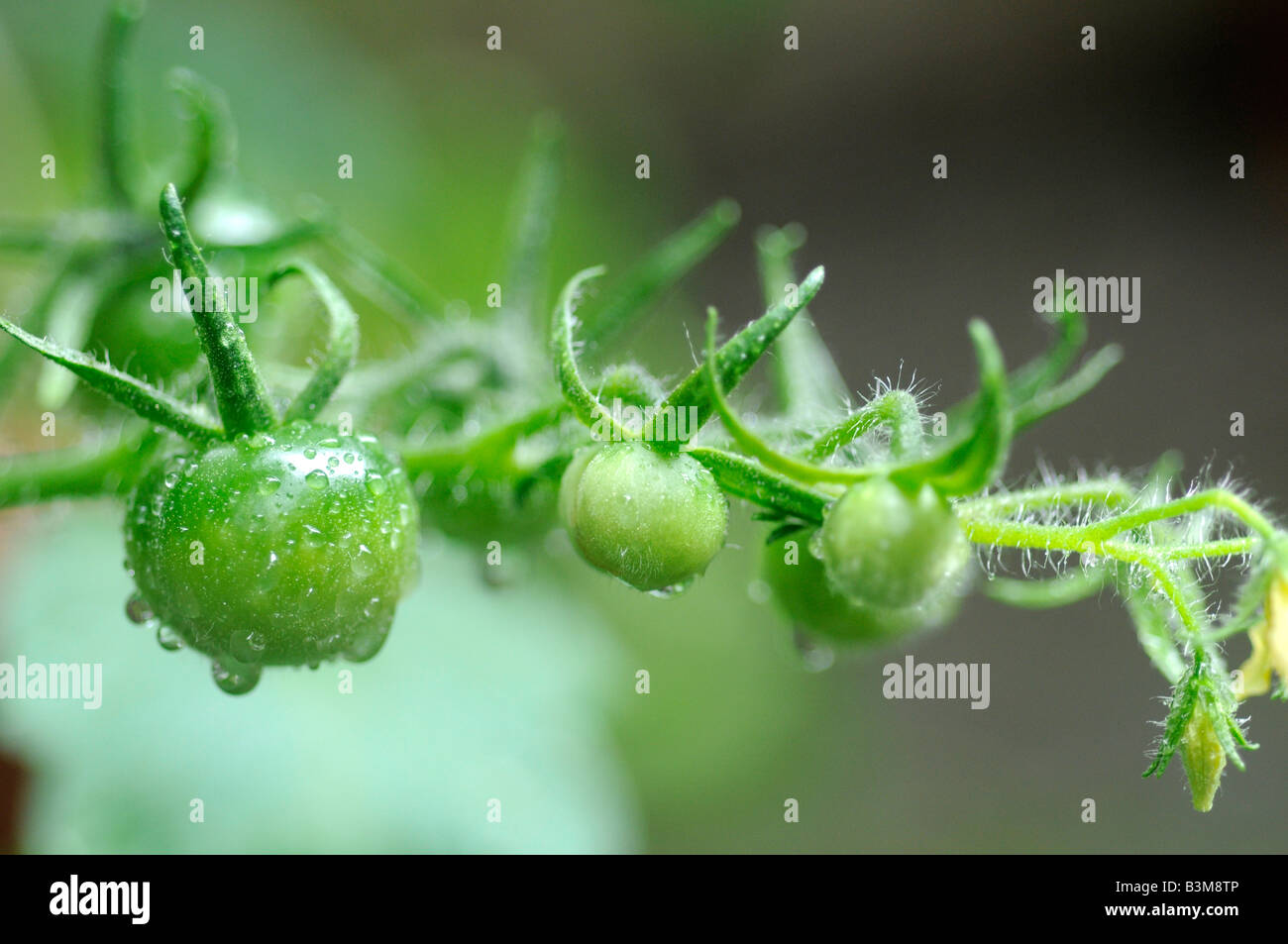 Baby tomatoes vine hi-res stock photography and images - Alamy