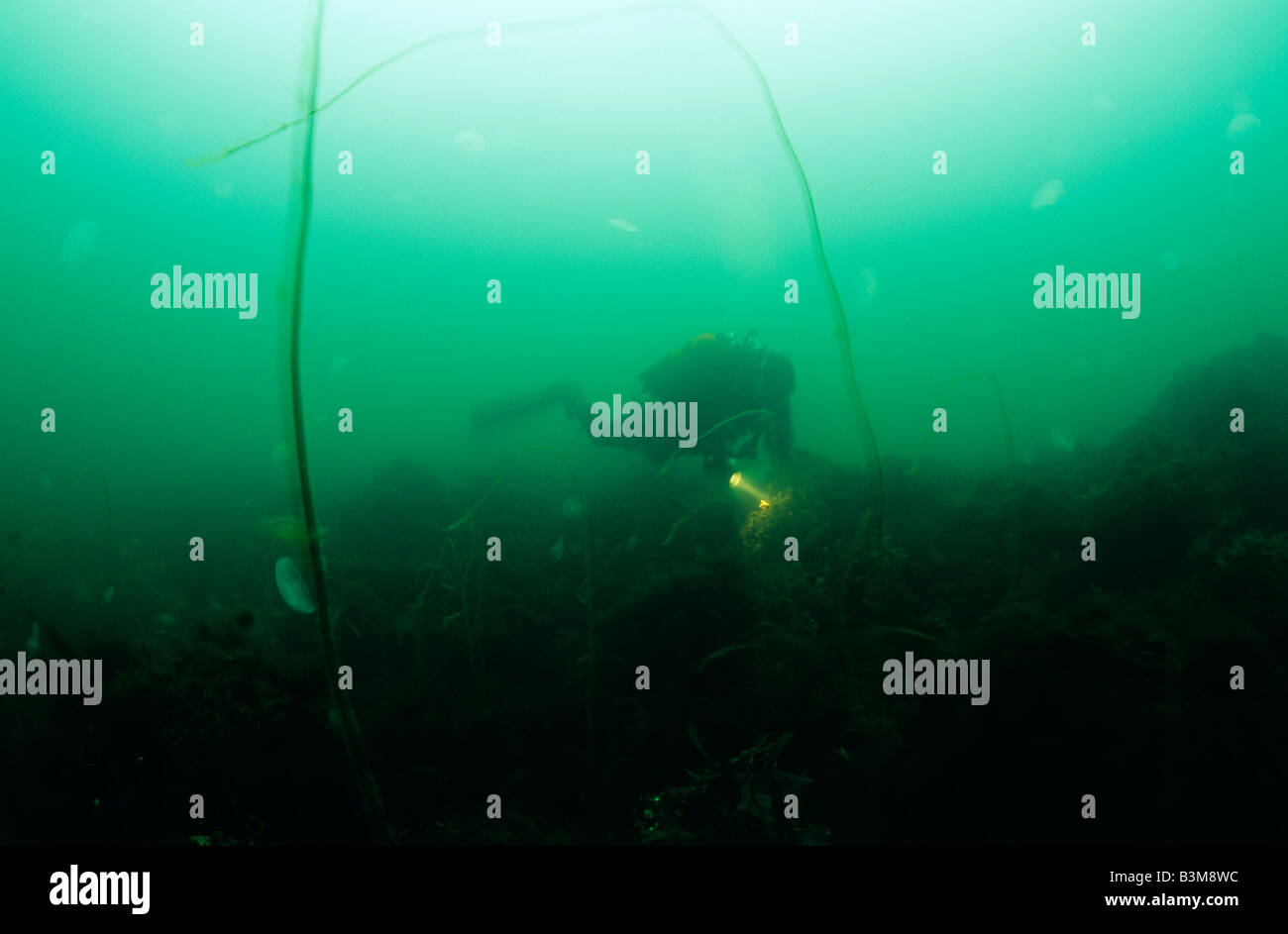 A diver underwater, Sweden, west coast Stock Photo - Alamy