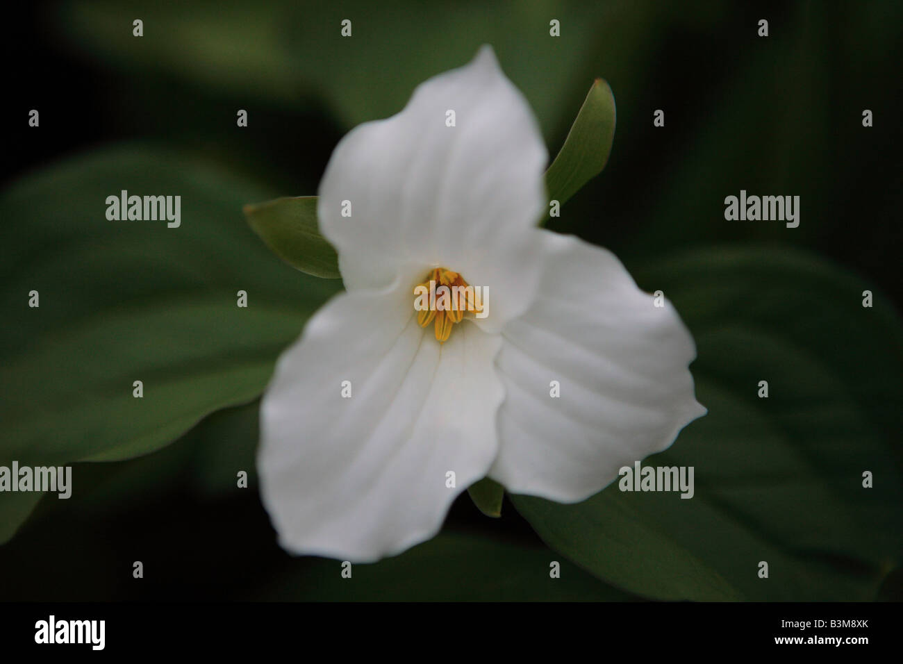 White trillium hi-res stock photography and images - Alamy