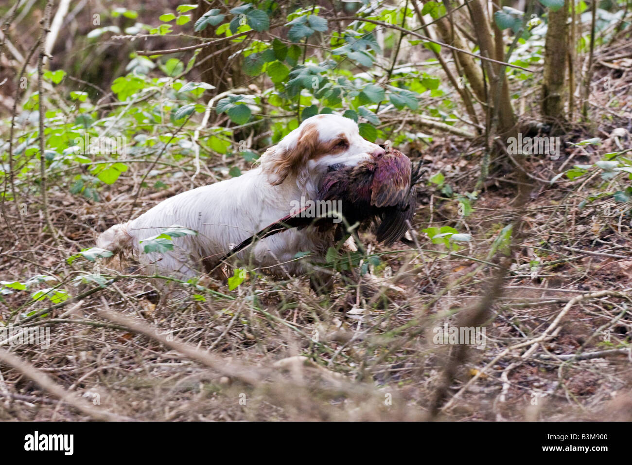 The Clumber is the largest breed of spaniel Pure bred for 200 years ...