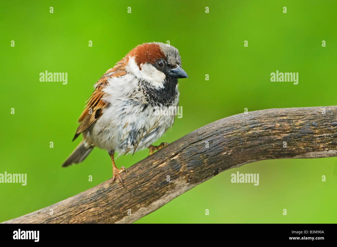 Male house sparrow in spring Stock Photo - Alamy