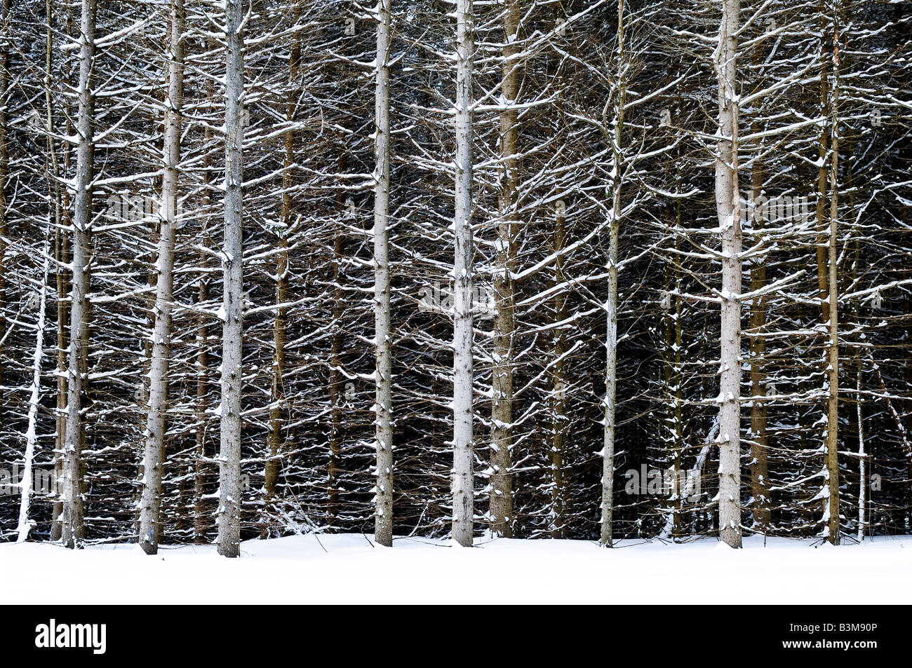 Natural background of tree trunks in winter Stock Photo - Alamy