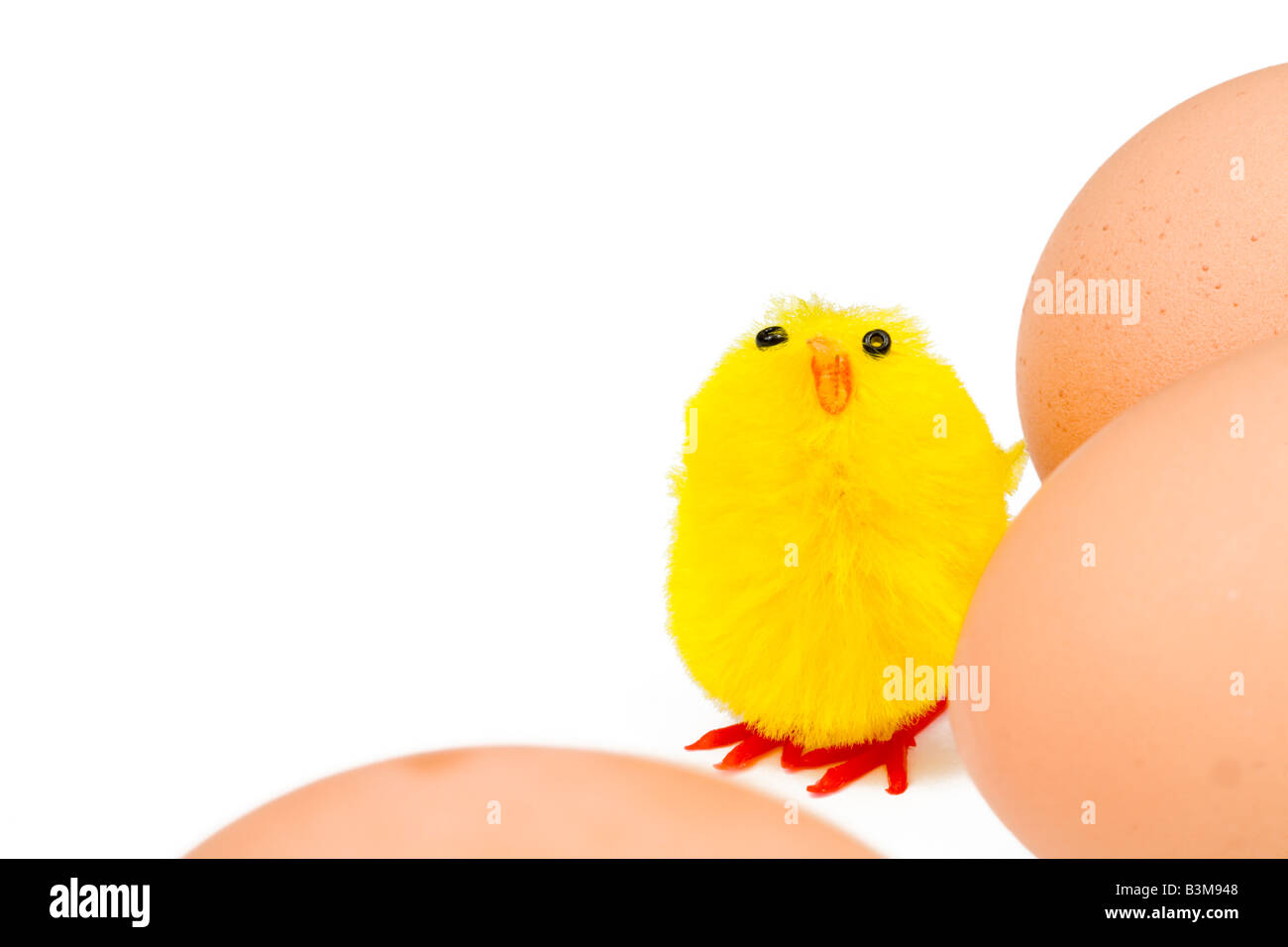 Easter chick and real eggs isolated on white with copyspace Stock Photo ...