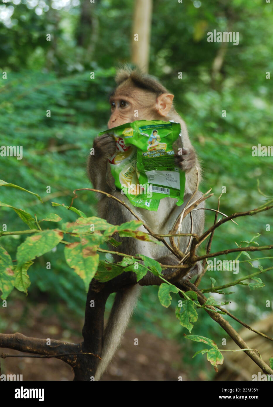 A monkey carrying plastic paper Stock Photo - Alamy