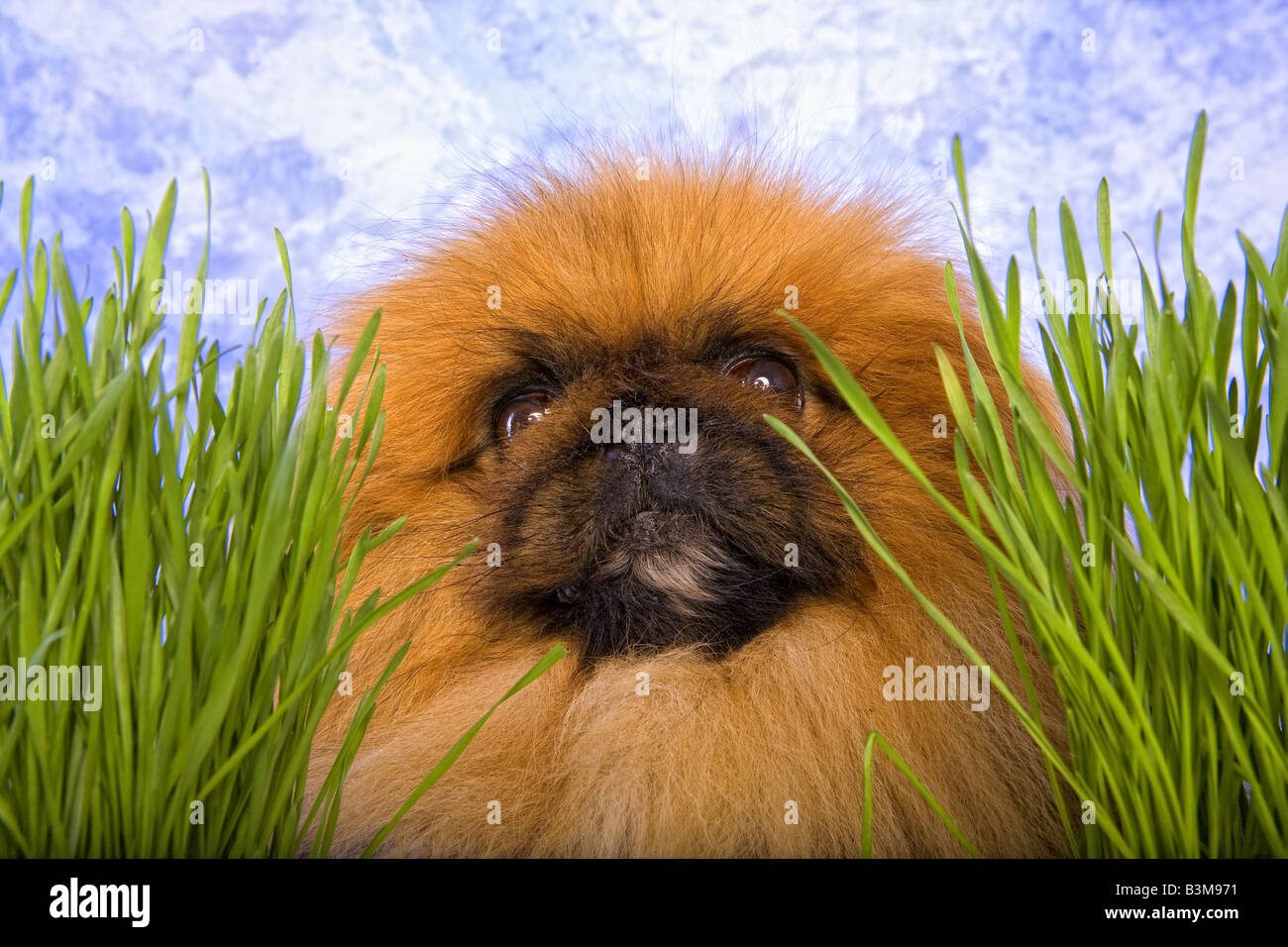 Pekingese dog in green with blue sky background Stock Photo - Alamy