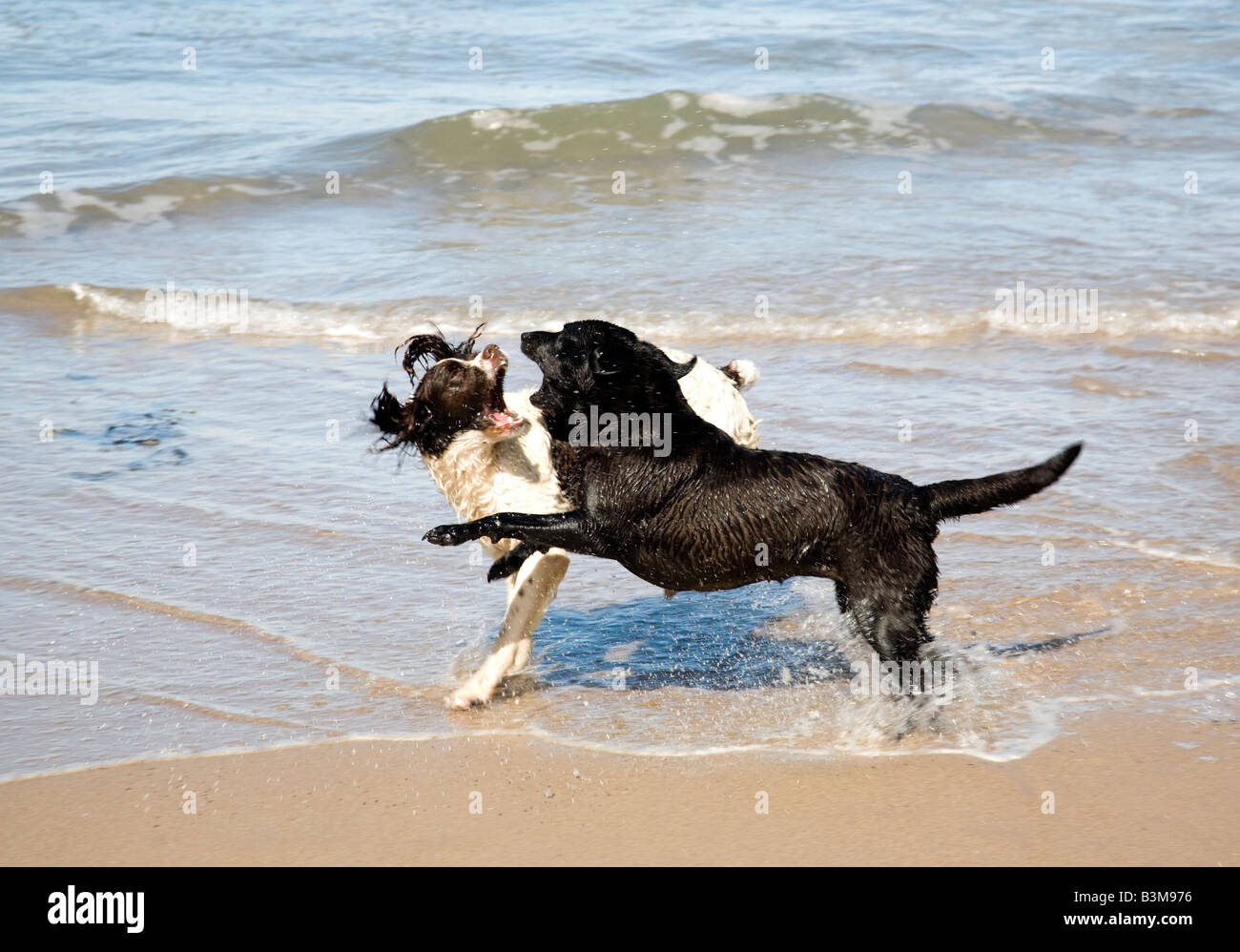 Two Dogs play fighting on a beach in Northumberland Stock Photo - Alamy