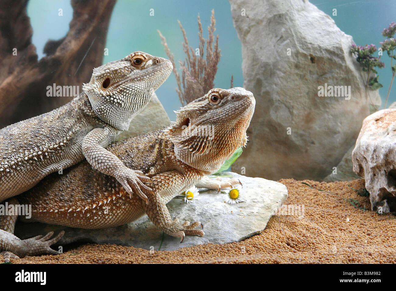 Dragons two hi-res stock photography and images - Alamy