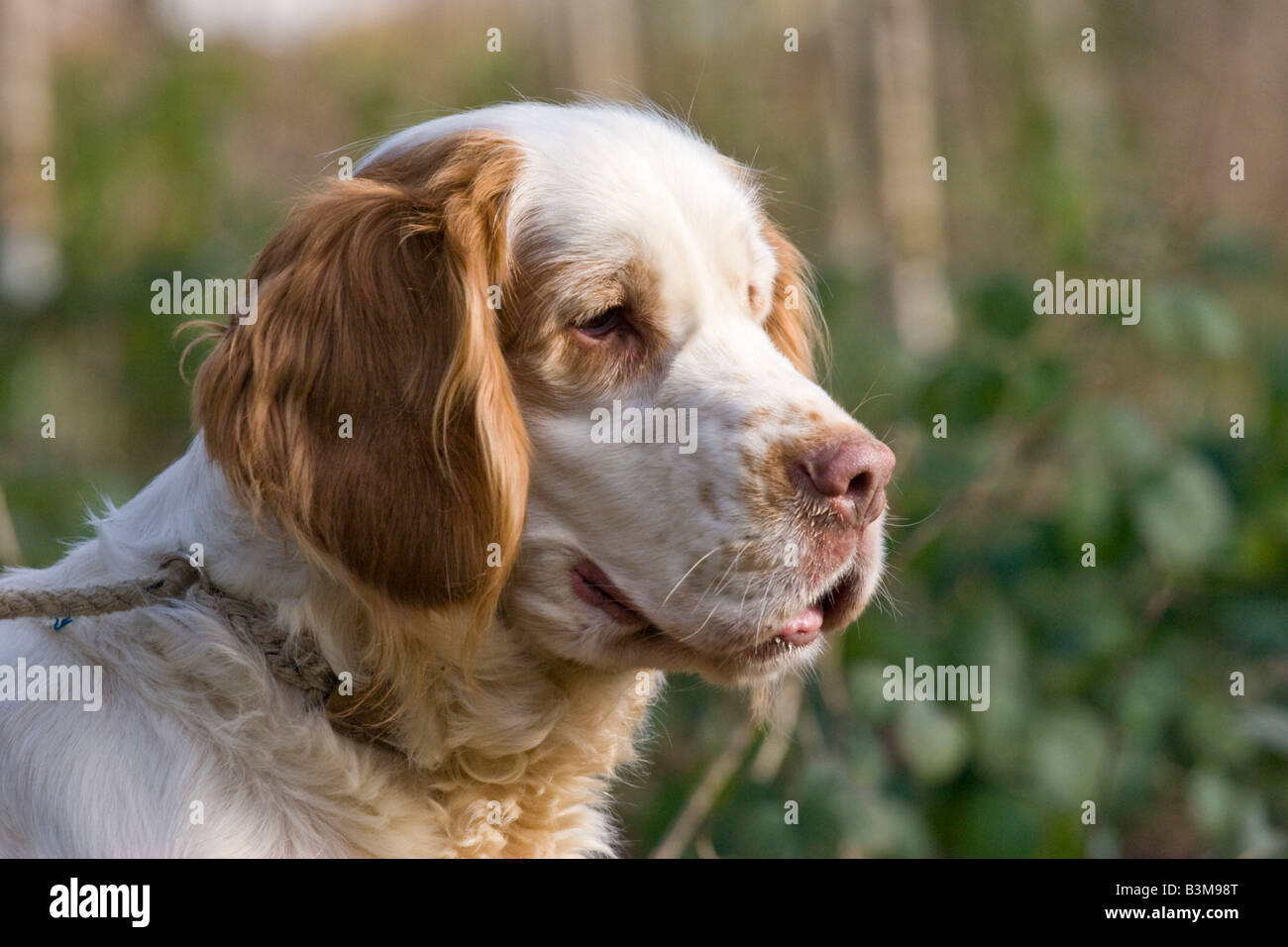 The Clumber is the largest breed of spaniel Pure bred for 200 years ...