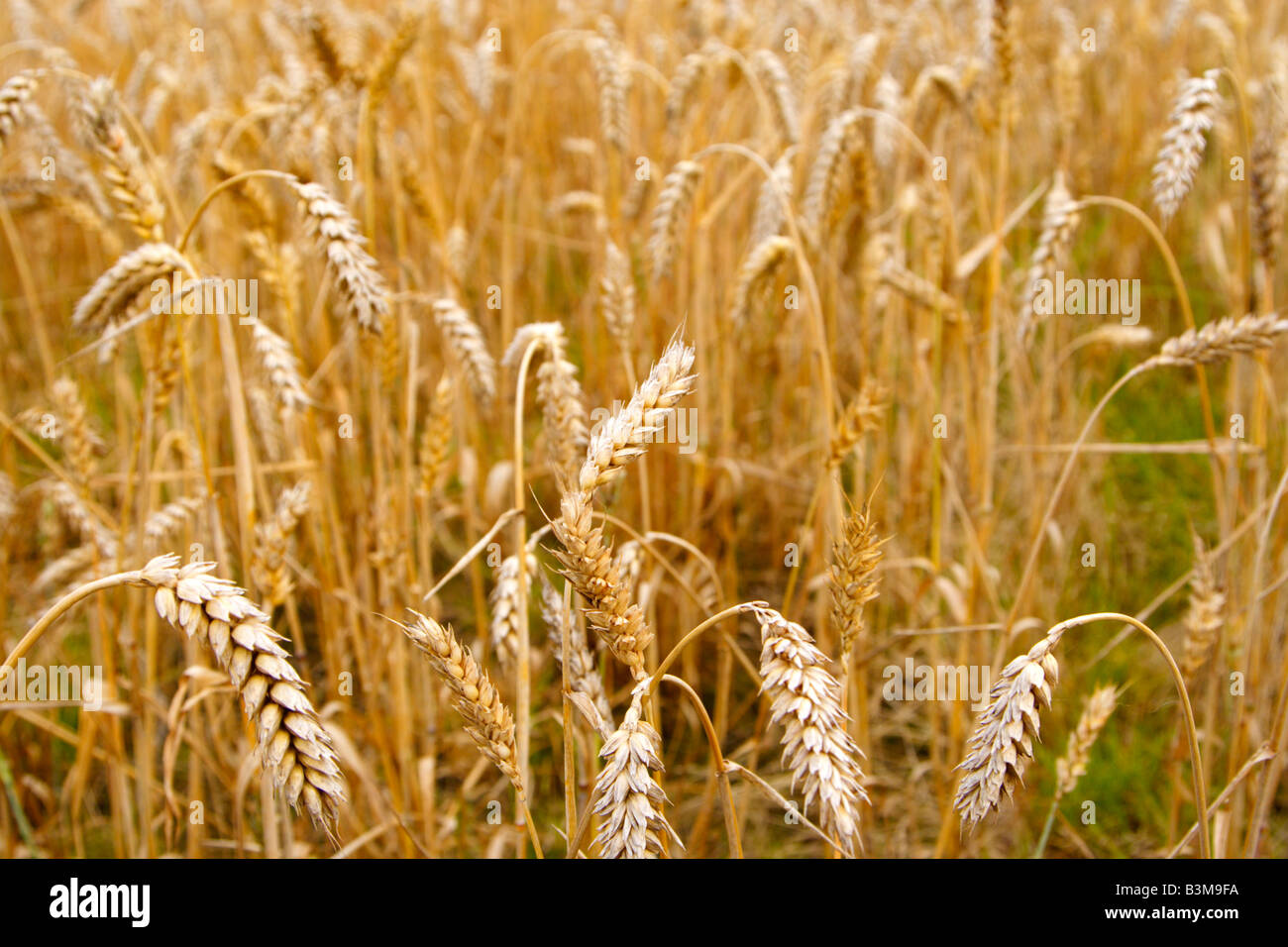 Wheat Husk High Resolution Stock Photography and Images - Alamy
