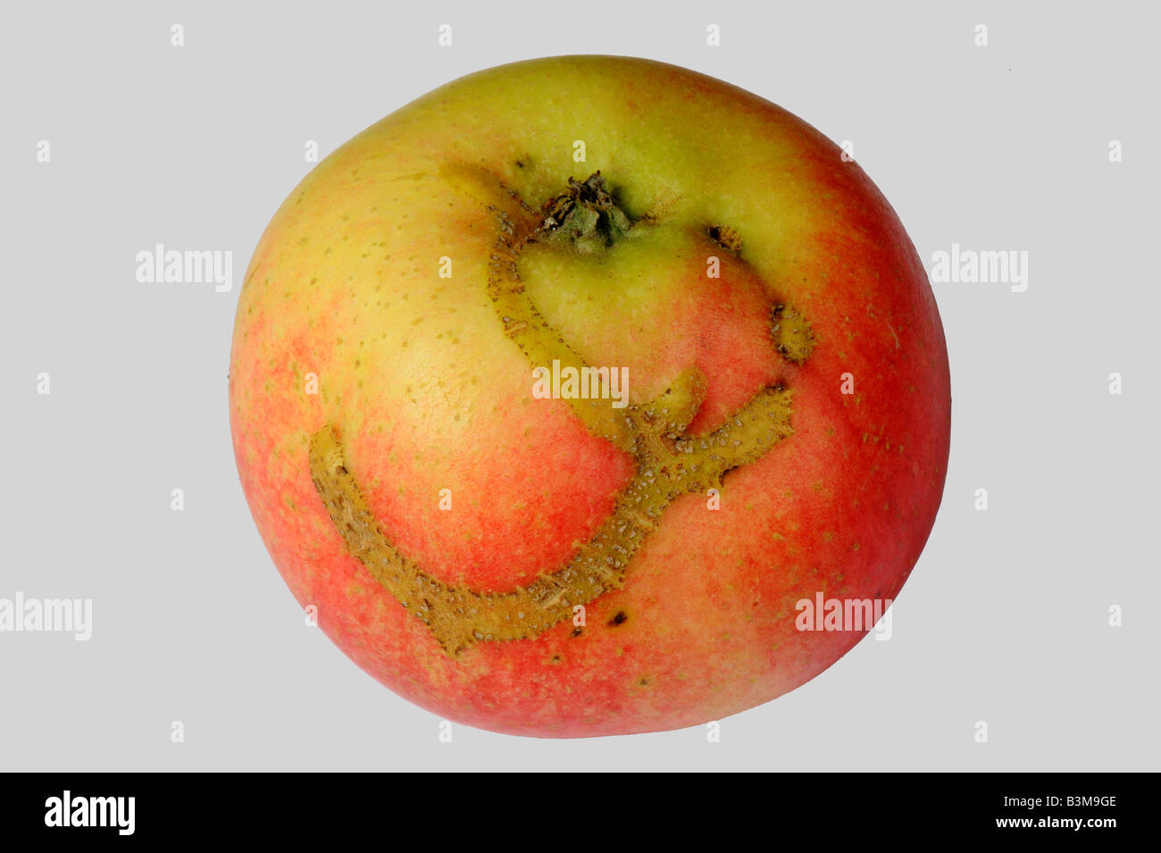 Old damage scar caused by an apple sawfly larva Hoplocampa testudinea ...