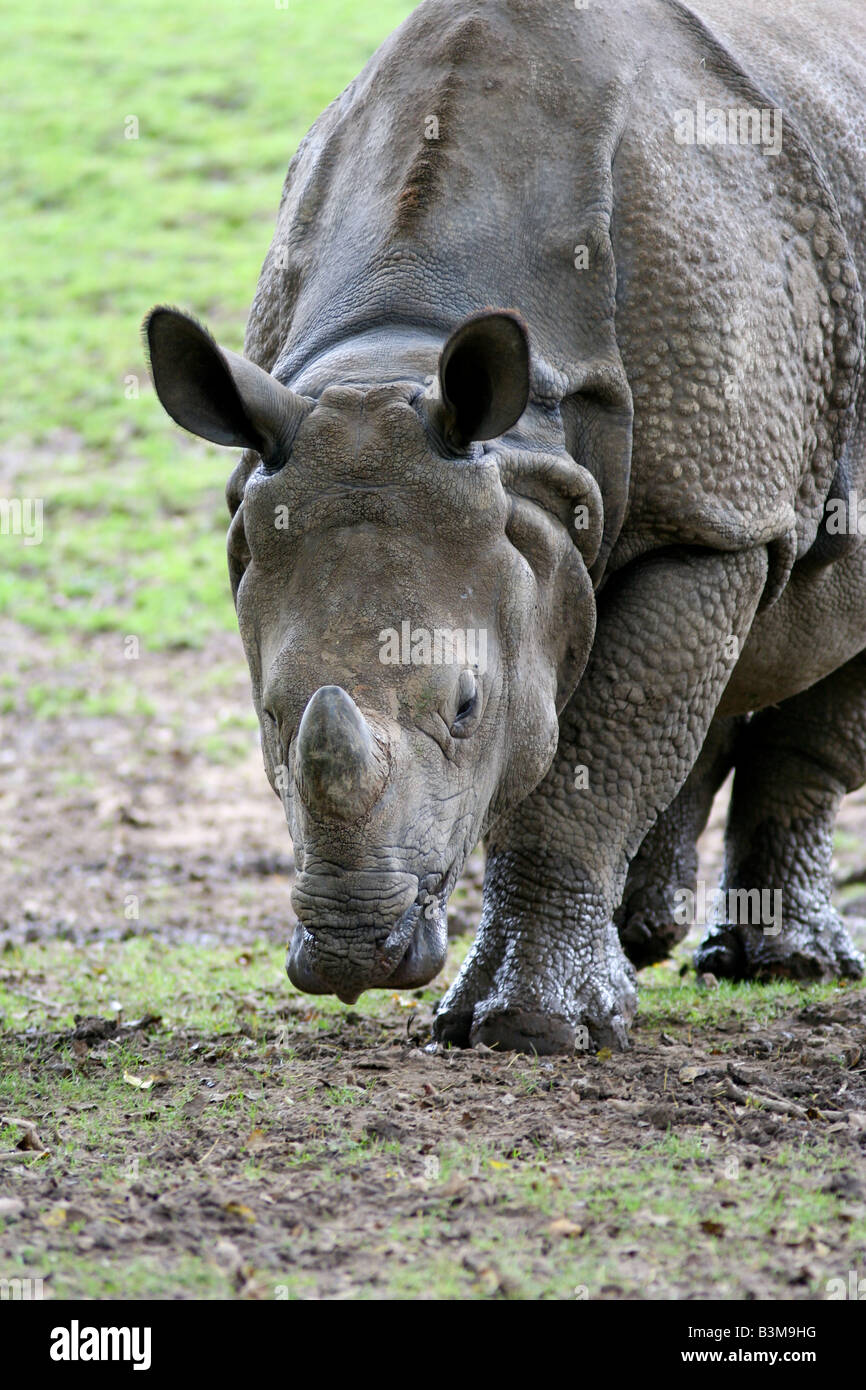 Great indian rhino Stock Photo - Alamy