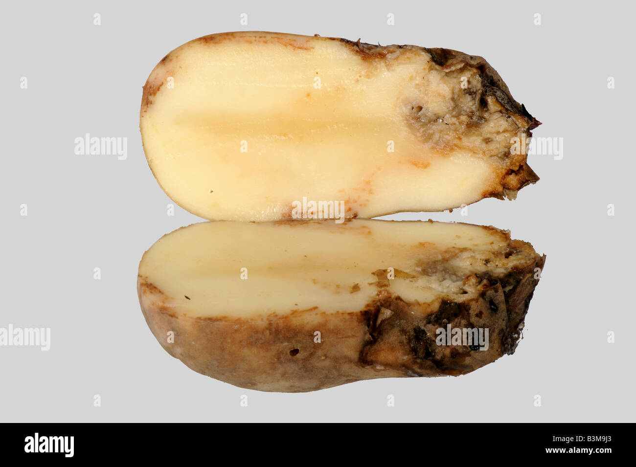 Bacterial soft rot (Pectobacterium carotovorum) in part of a section ...