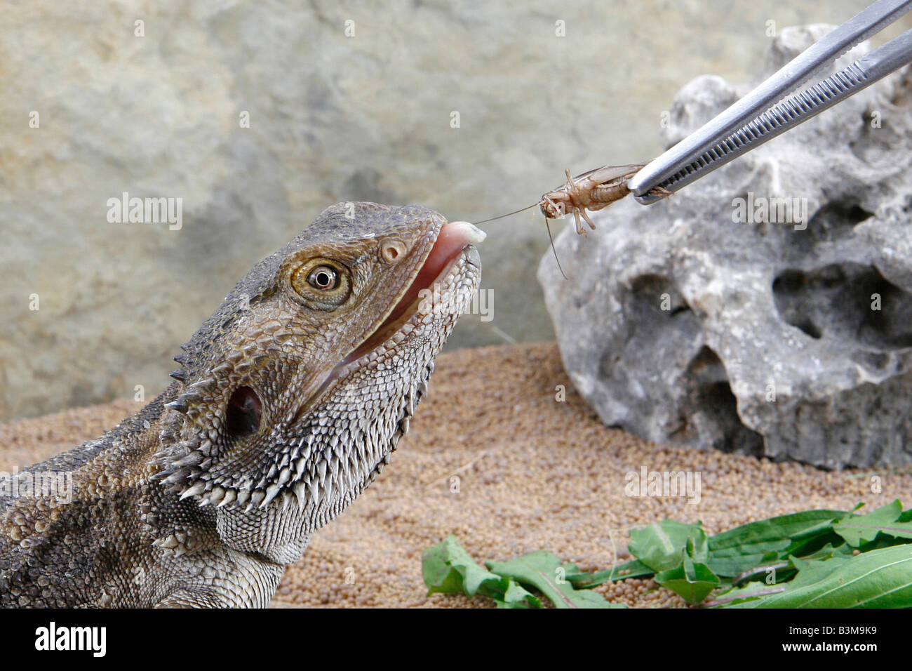 Bearded dragon eating hi-res stock photography and images - Alamy
