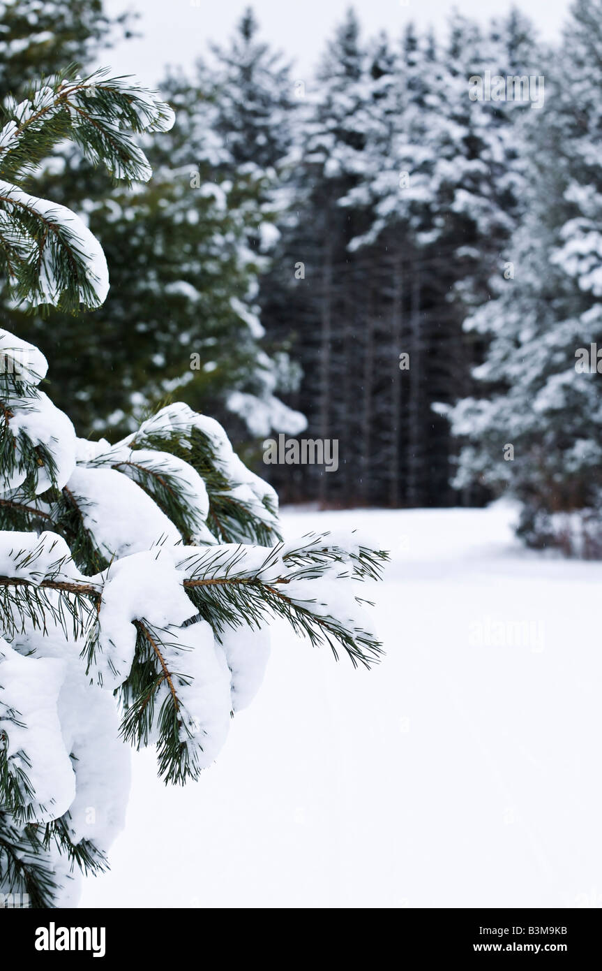 Gray sky season hi-res stock photography and images - Alamy