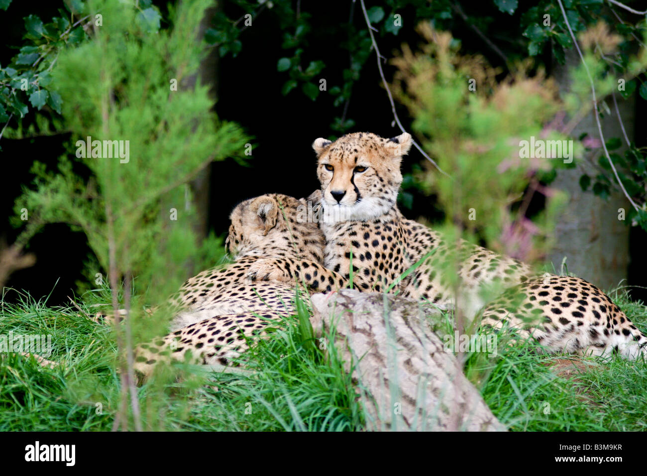 Cheetah somalia hi-res stock photography and images - Alamy