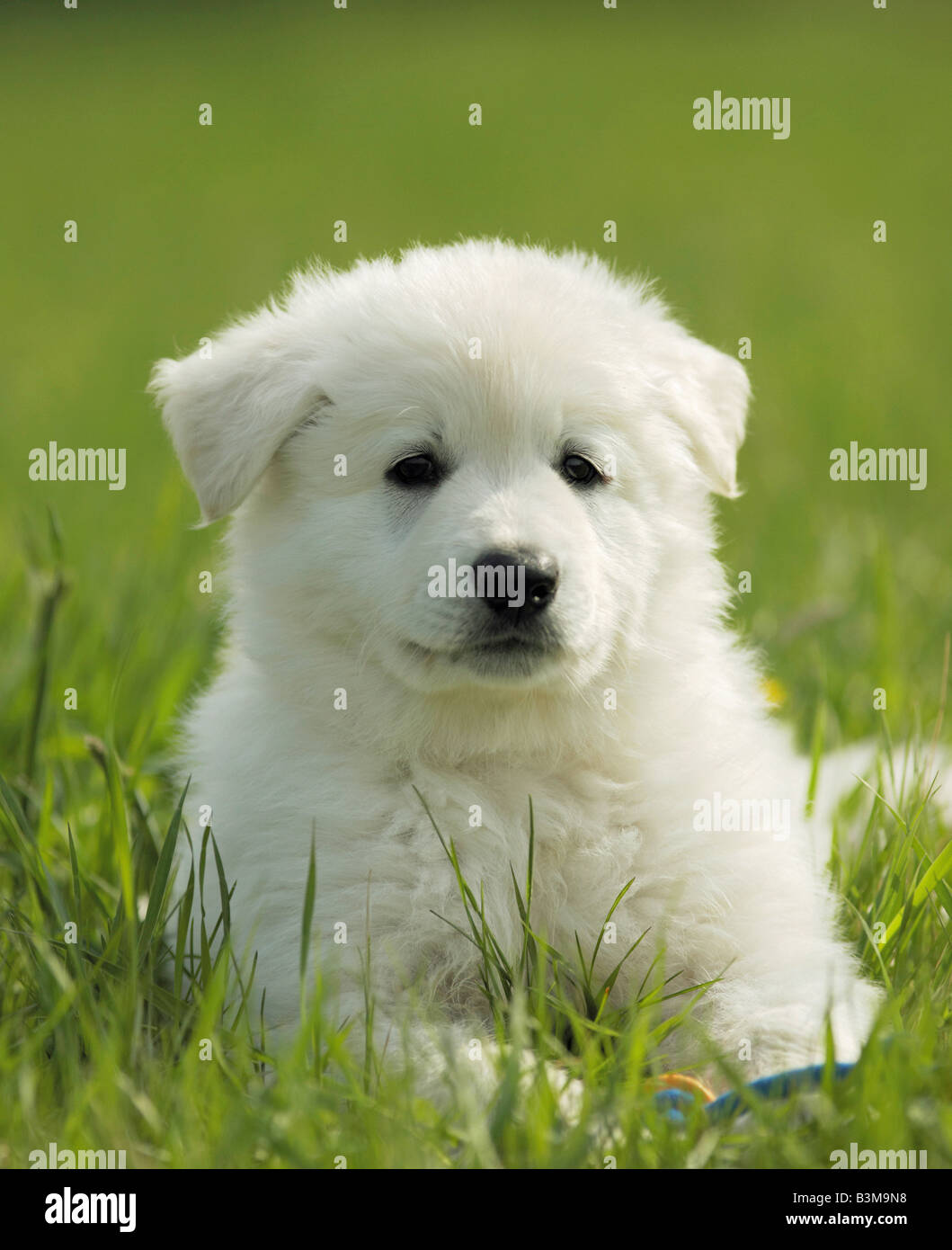 American white shepherd on hi-res stock photography and images - Alamy