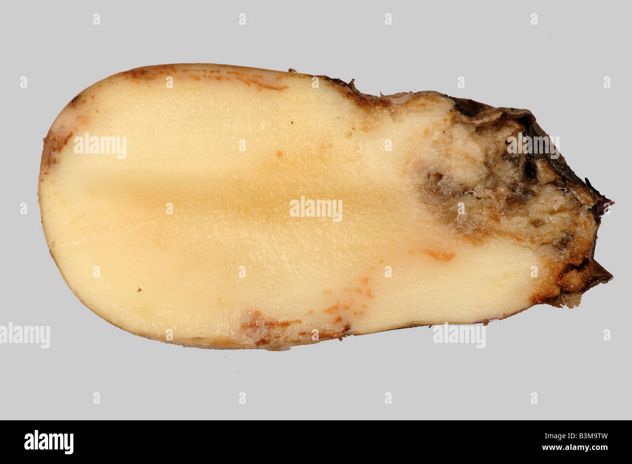 Bacterial soft rot (Pectinobact6erium carotovorum) in part of a section ...