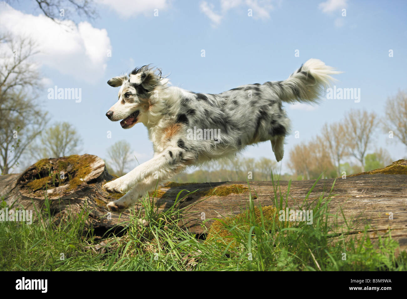 Australian Shepherd . Adult dog leaping over a tree trunk Stock Photo ...