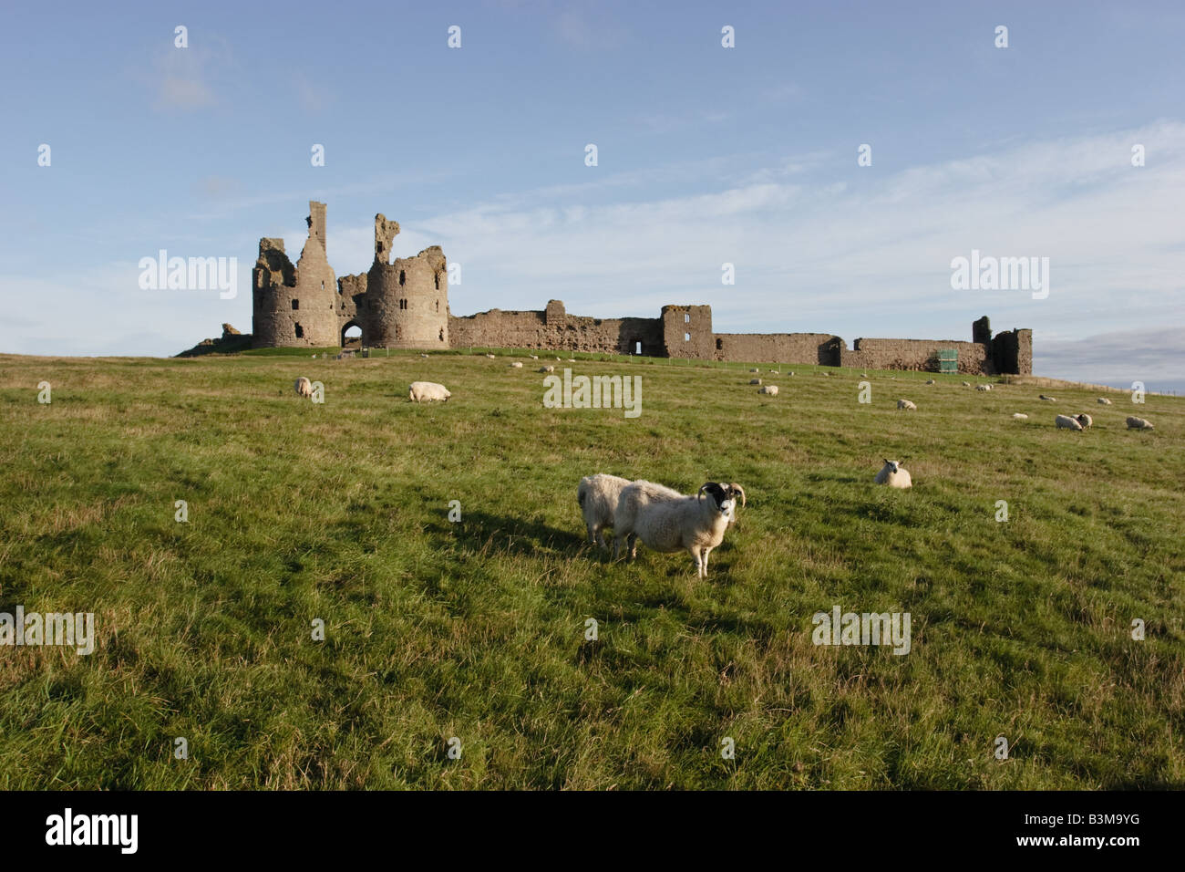 Sheep farming medieval hi-res stock photography and images - Alamy