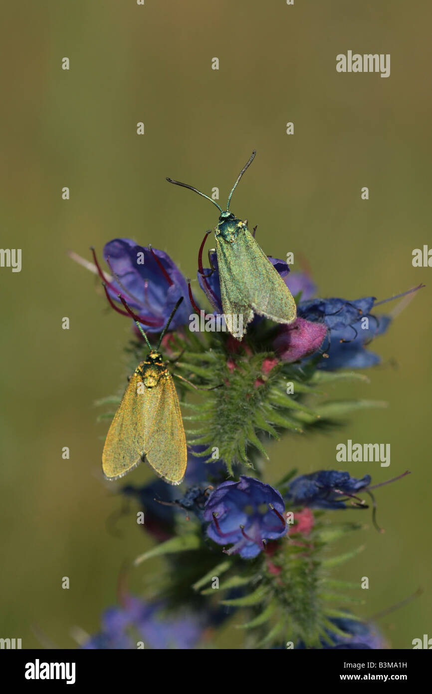 Vipers bugloss moth hi-res stock photography and images - Alamy