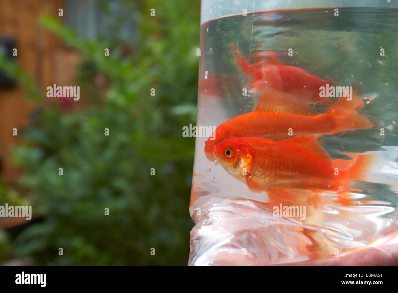 Gold fish bag hi-res stock photography and images - Alamy