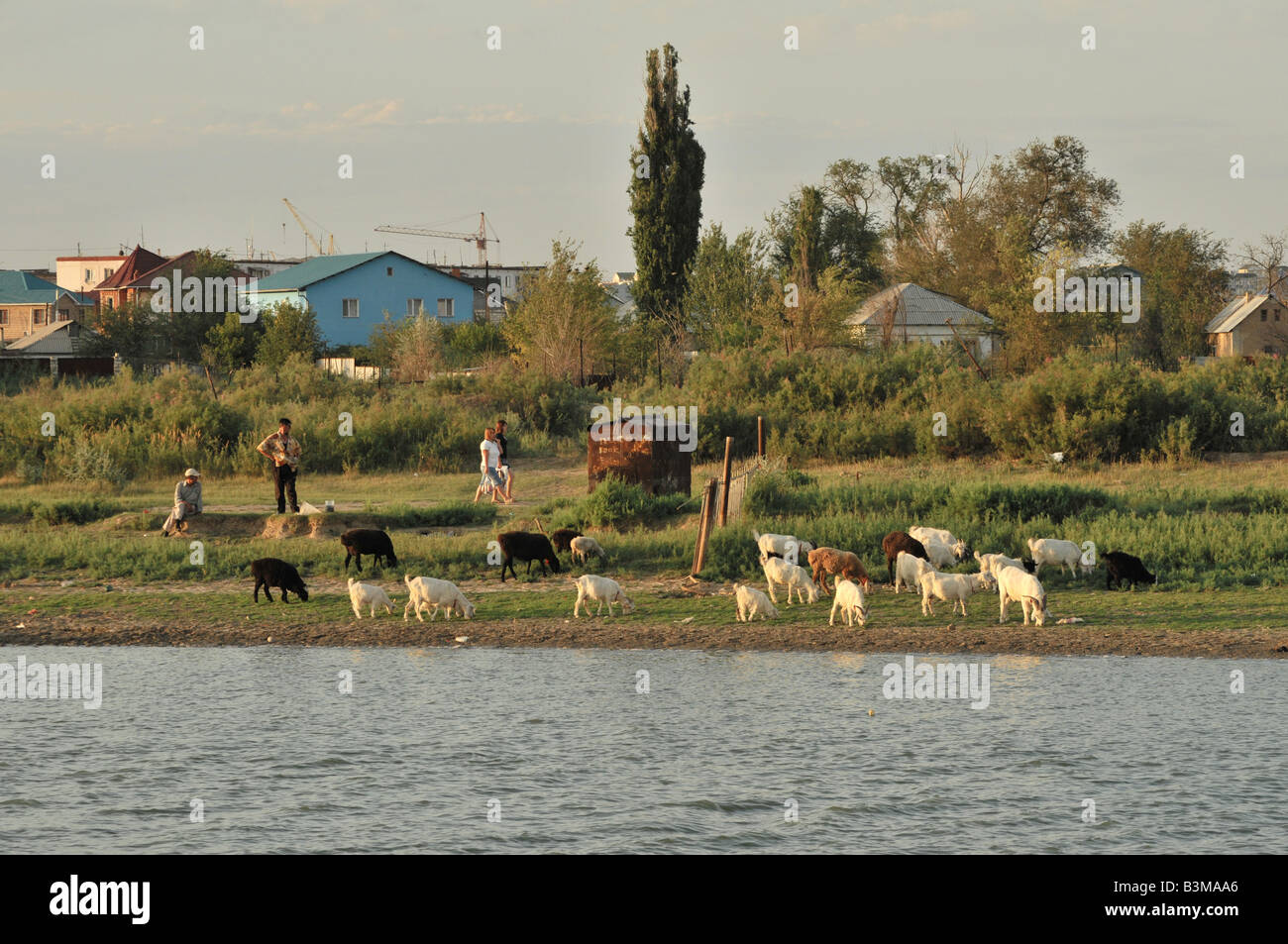 Two traditional Goat herders tend their grazing flock by the river Ural ...