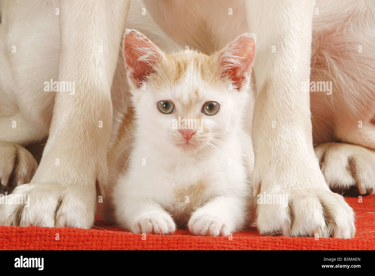 Between Dog And Cat High Resolution Stock Photography and Images - Alamy