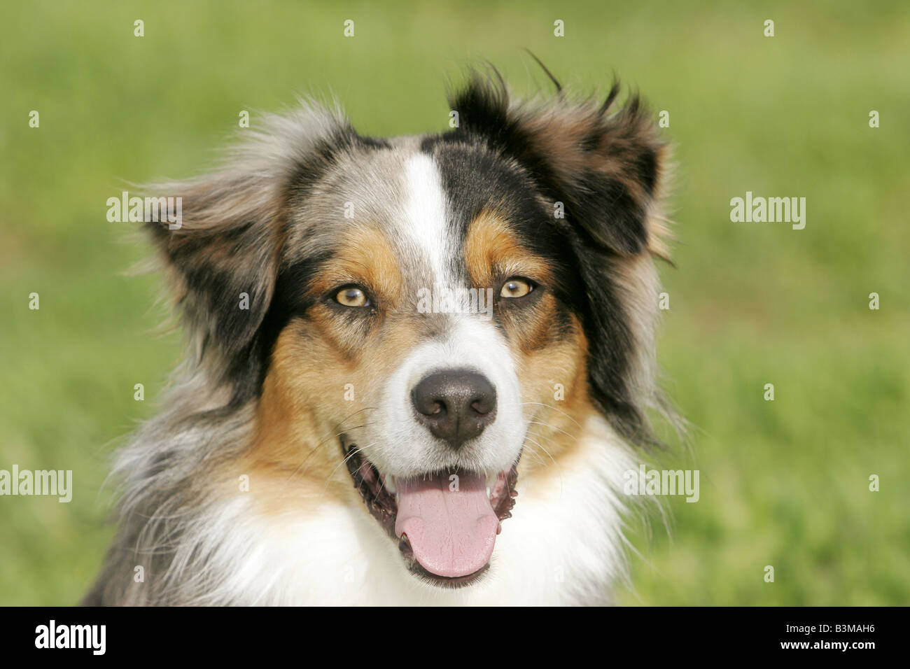 australian sheperd - portrait Stock Photo - Alamy