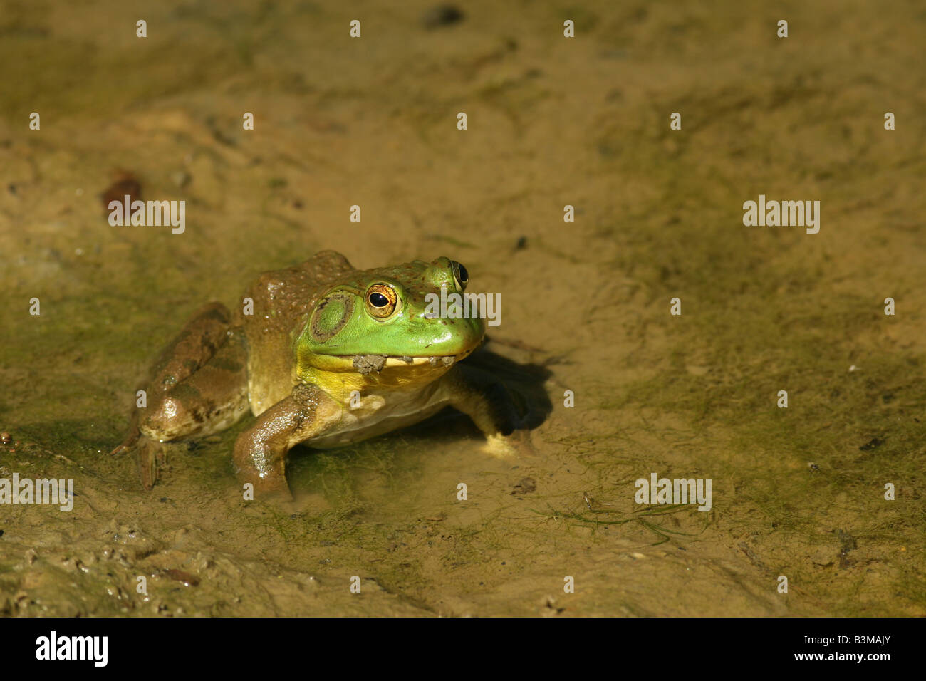 Frog in mouth hi-res stock photography and images - Alamy