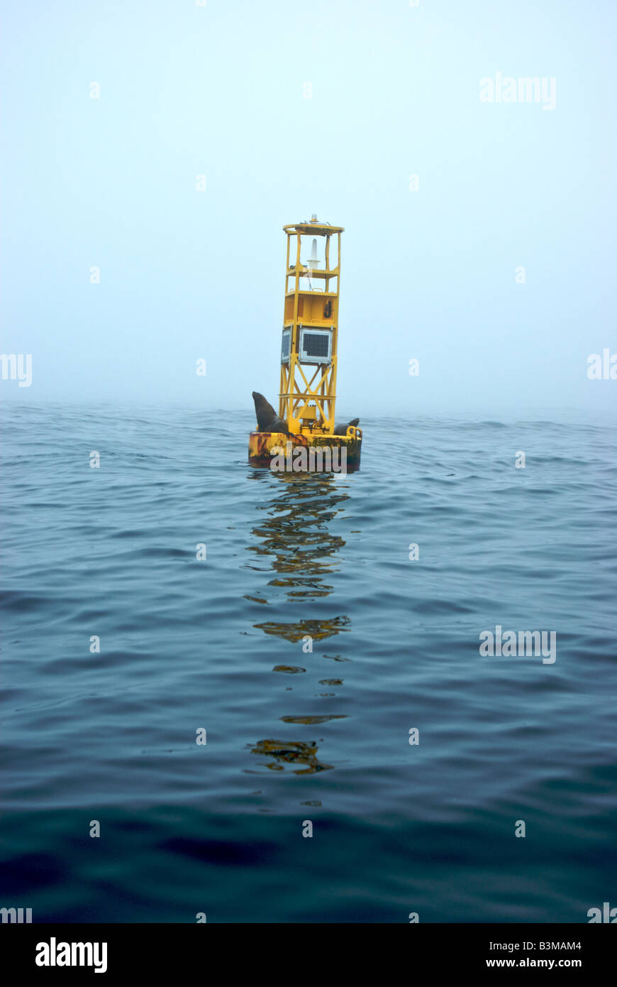 Sea lions resting on a shipping lane marker buoy on a very foggy day on ...