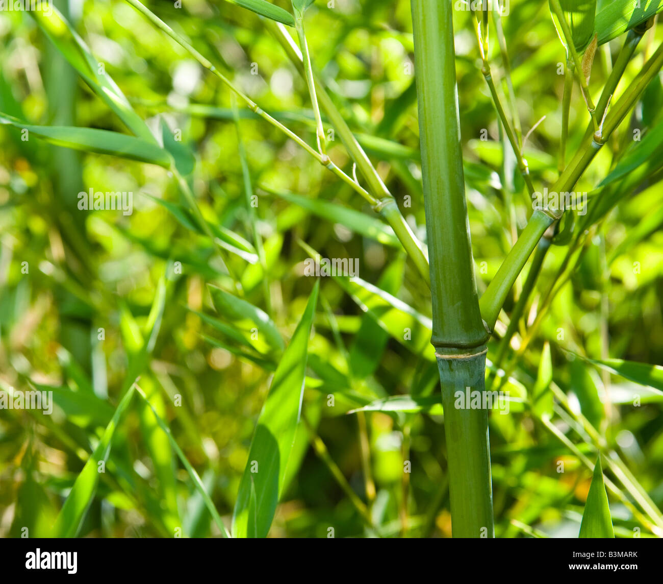 Golden bamboo hi-res stock photography and images - Alamy