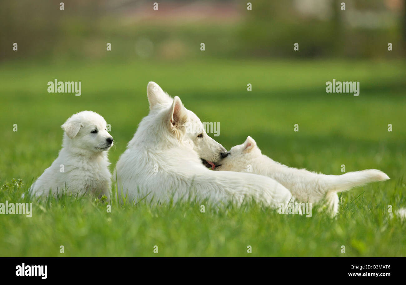 White puppies hi-res stock photography and images - Alamy