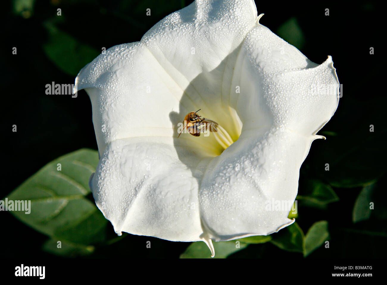 Honey bee on trumpet flower Stock Photo - Alamy